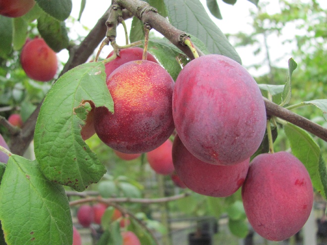 Bomenzoeker Webwinkel - Prunus_domestica_'Victoria' - Handpruim_'Reine ...