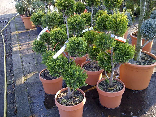 Jan den Hertog - Tuinplanten Boskoop